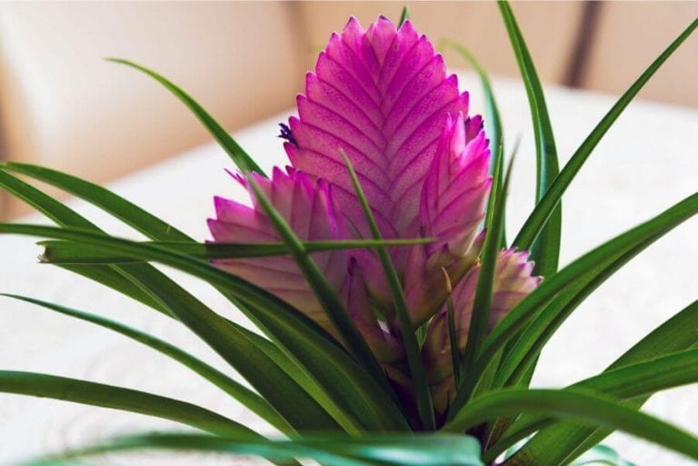 How to Care for an Air Plant (And its Flowers and Pups) - The Practical ...