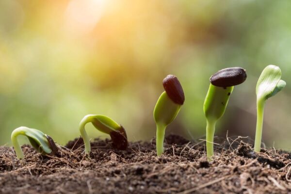 How to Grow an Indoor Garden Without Soil - The Practical Planter