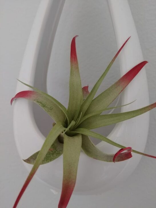 How to Care for an Air Plant (And its Flowers and Pups) - The Practical ...