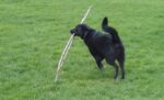 5 Simple Ways to Keep Your Dog from Eating Your Plants - The Practical ...