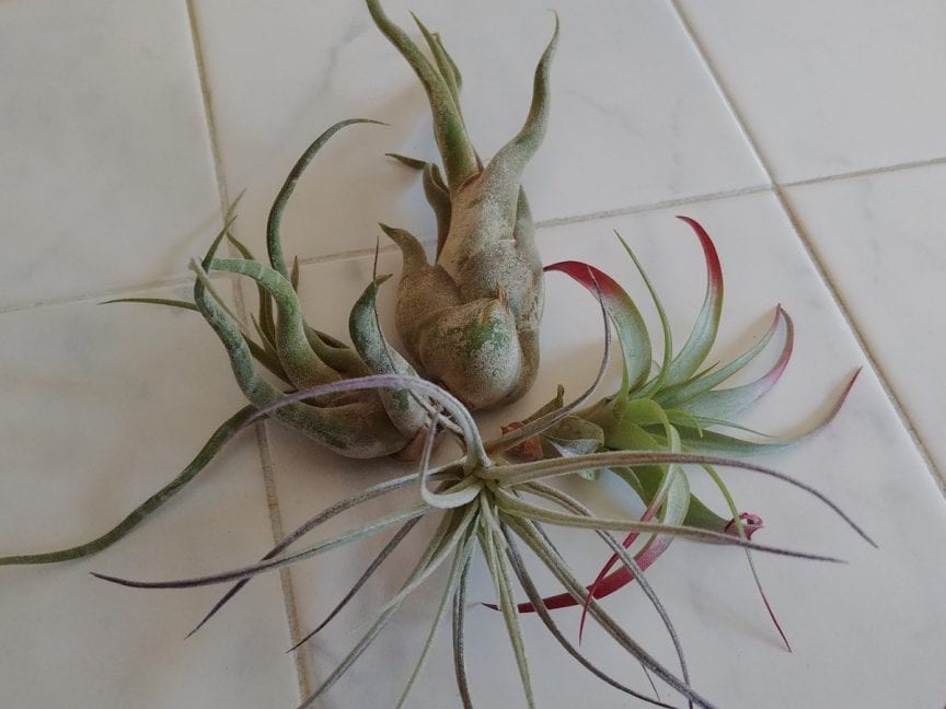 How to Care for an Air Plant (And its Flowers and Pups) - The Practical ...
