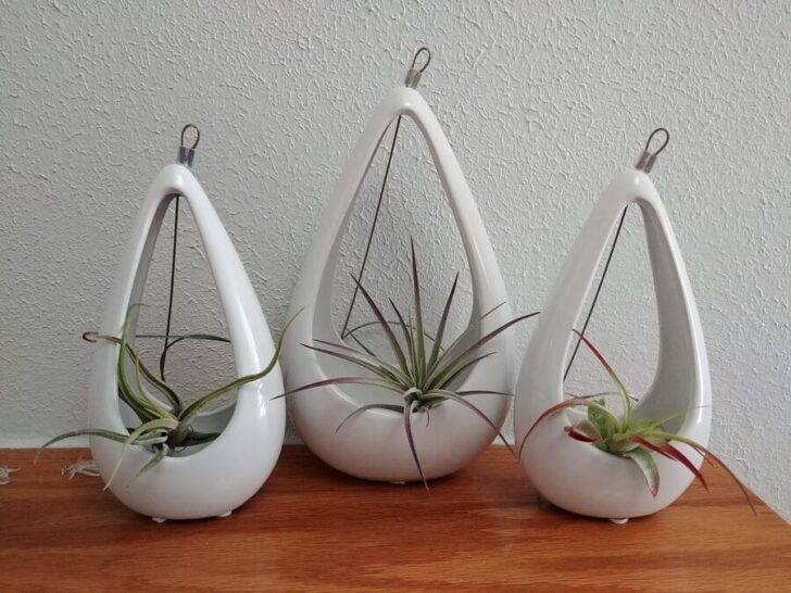 How to Care for an Air Plant (And its Flowers and Pups) - The Practical ...