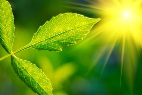 What Happens to Plants Without Sunlight? (What to Watch For) - The ...