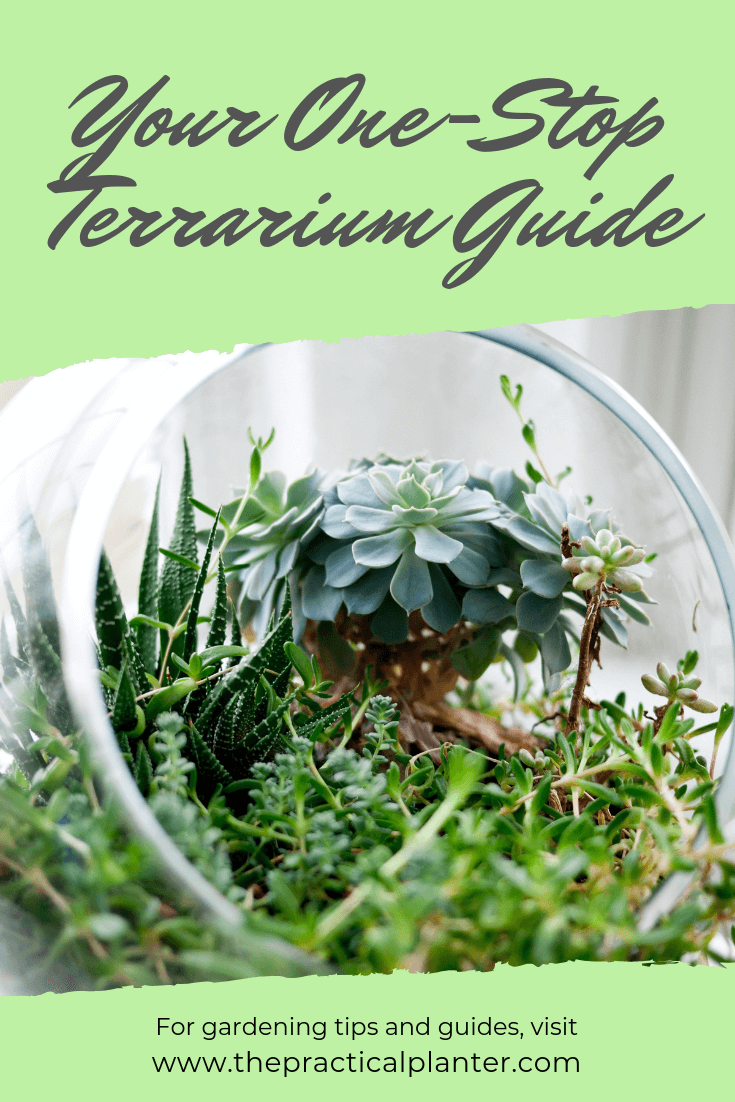 Your One-Stop Terrarium Guide: All You Need to Know - The Practical Planter