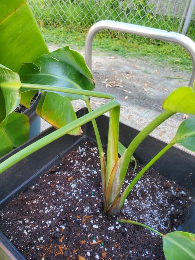 What Do Plants Need to Survive (And Thrive)? - The Practical Planter