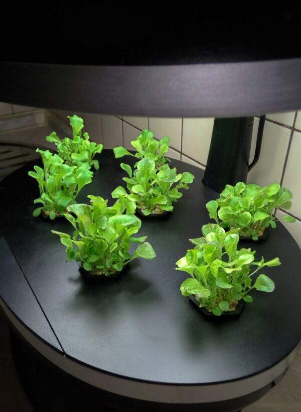 Your Ultimate Guide to Aeroponics: Everything You Need to Know for ...
