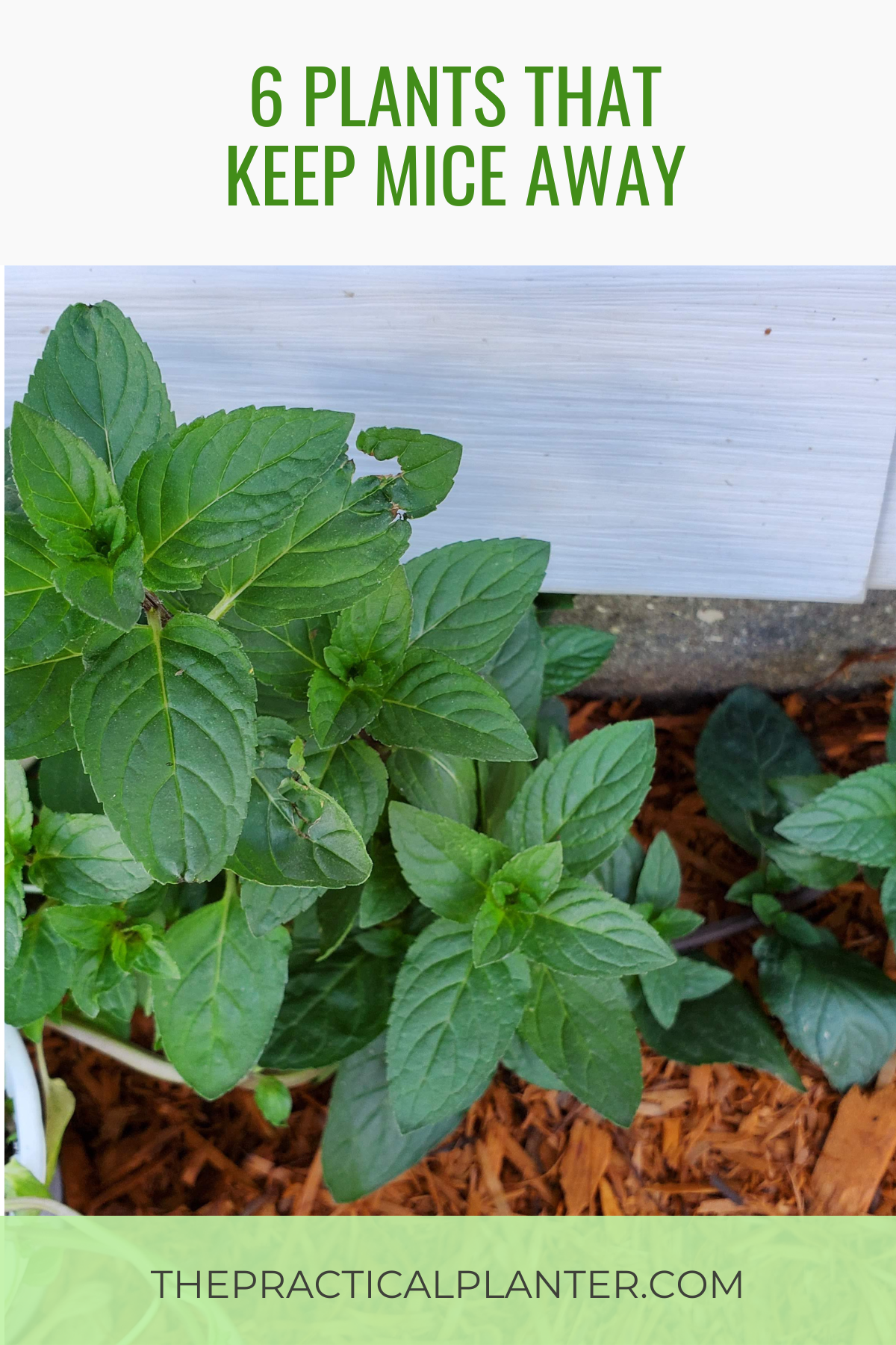 6 Plants to Keep Mice From Invading Your Yard and Home - The Practical ...