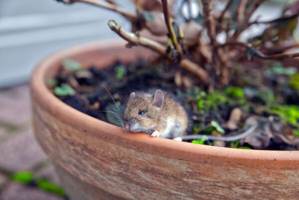 6 Plants to Keep Mice From Invading Your Yard and Home - The Practical ...
