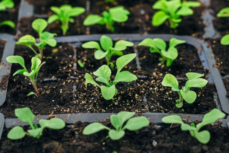 How Long Do Petunias Last? (The Flowers and the Plants Themselves ...