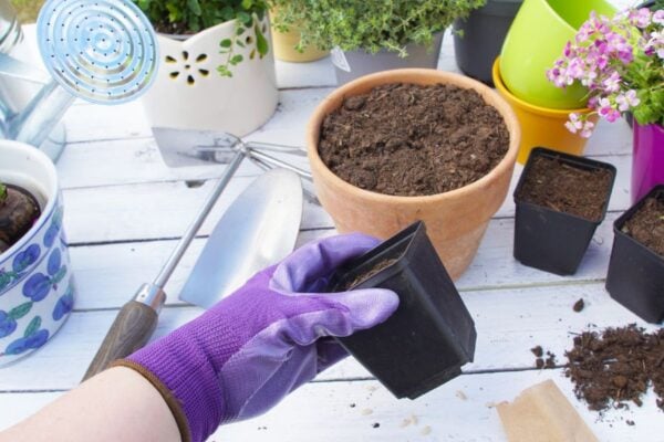 How to Fix Fertilizer Burn on Plants (Signs and Treatment) - The ...