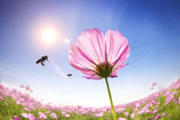 Why Plants Grow Towards Light (And the Role of Auxins) - The Practical ...