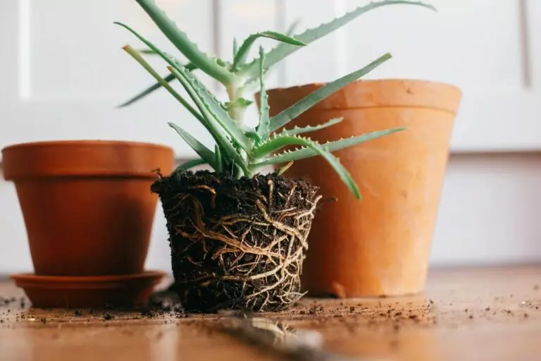 How to Fix a Root Bound Plant (When It's Outgrown Its Container) - The ...