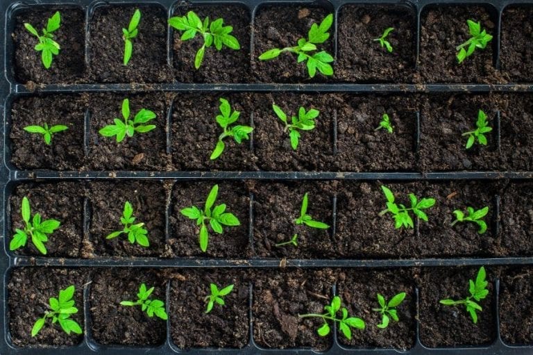 Geranium Care: Learn How to Plant, Grow and Care for Geraniums - The ...
