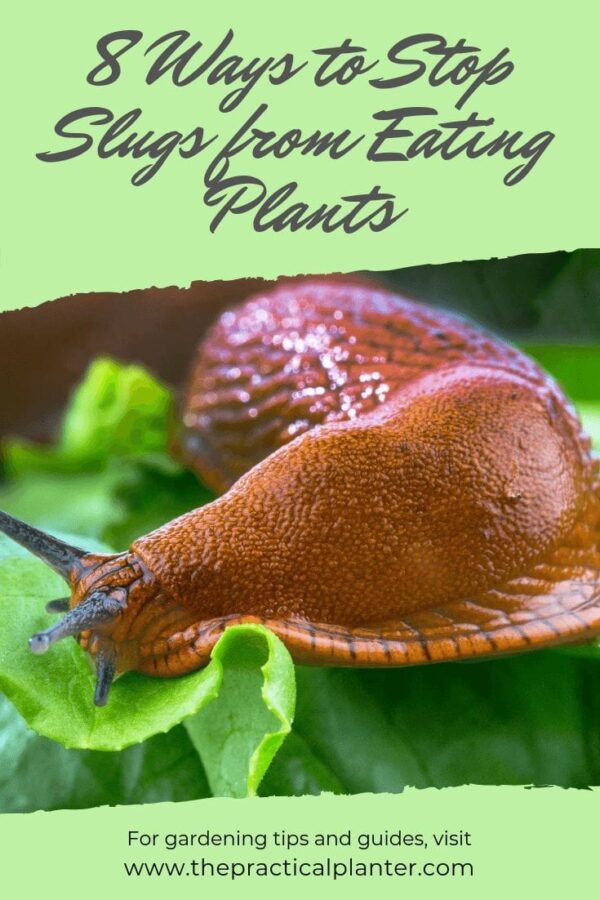 How to Stop Slugs from Eating Plants (8 Simple and Effective Methods ...