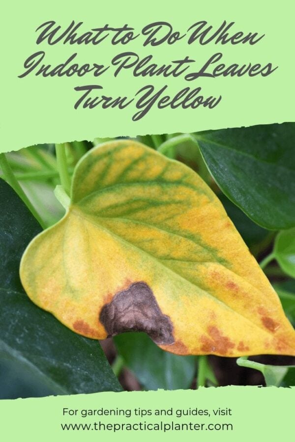 Indoor Plant Leaves Turning Yellow (Fixes for 7 Common Causes) - The ...