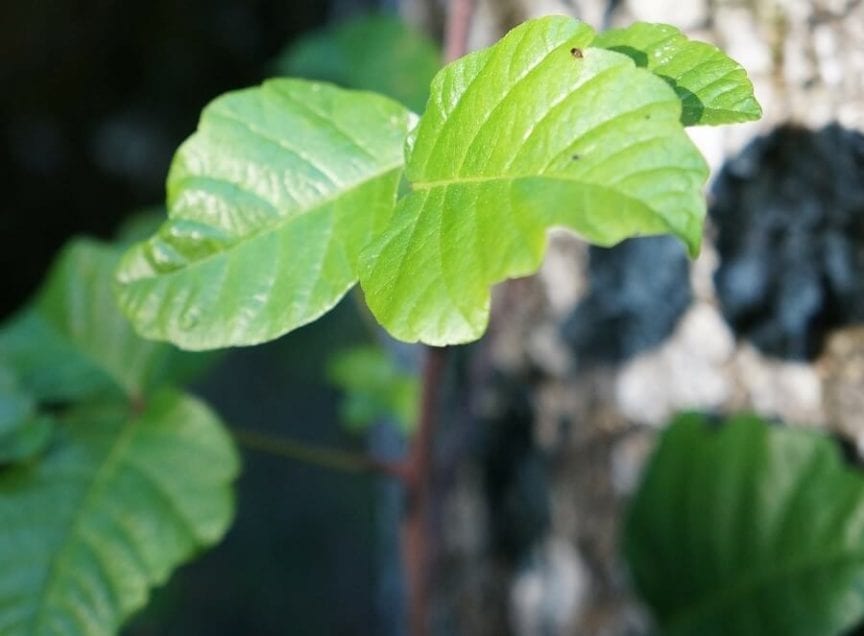 How to Get Rid of Poison Oak Plants (And What to Do If Touched) - The ...