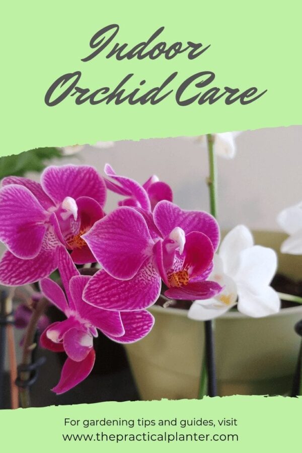 Orchid Care 101: Pruning, Watering, & Growing the Perfect Indoor Plant ...