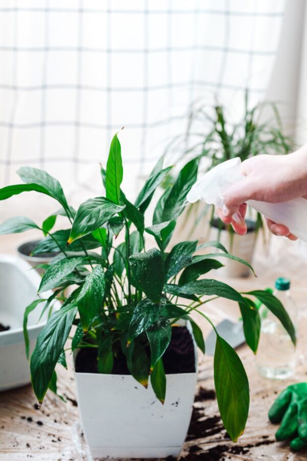 From Overwatering to Mealybugs: Why Your Peace Lily Is Drooping and How ...