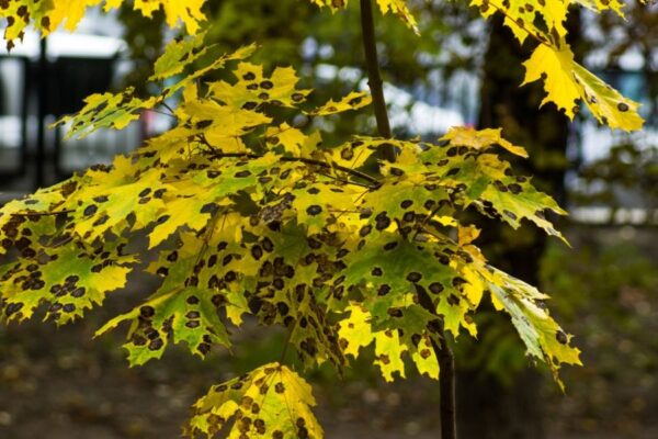 How to Save a Dying Maple Tree (And How to Identify Maple Decline ...