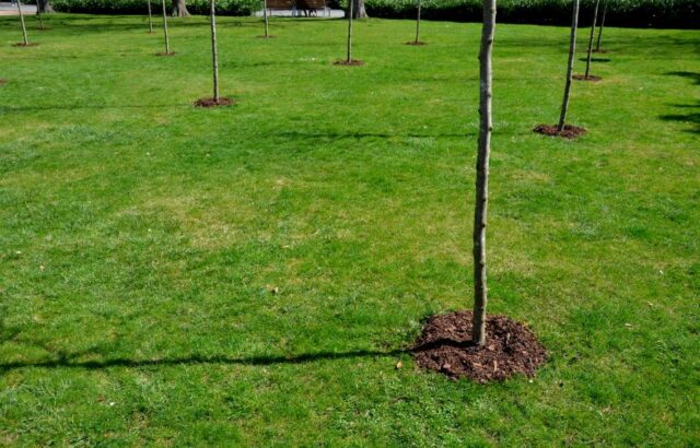 How to Save a Dying Maple Tree (And How to Identify Maple Decline ...