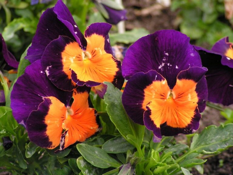Unlocking the Secrets of Growing Picture-Perfect Pansies - The ...
