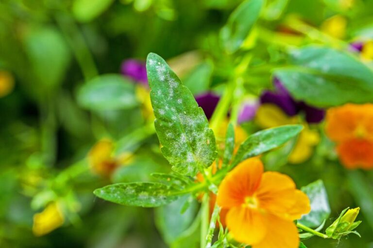 Unlocking the Secrets of Growing Picture-Perfect Pansies - The ...
