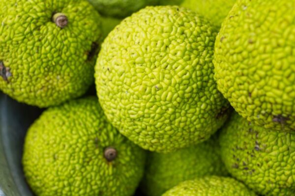 Are Hedge Apples Edible? (And What Are They Good For?) - The Practical ...