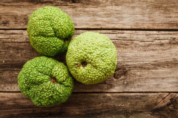 Are Hedge Apples Edible? (And What Are They Good For?) - The Practical ...