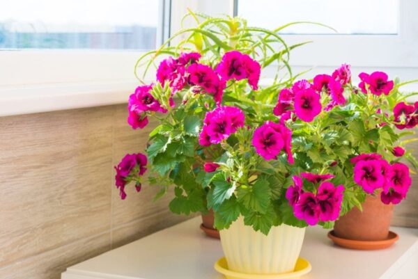 A Quick Guide to Growing Gorgeous Geraniums in Pots Indoors - The ...