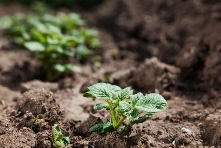 How Deep to Plant Potatoes (For Optimal Growth) - The Practical Planter