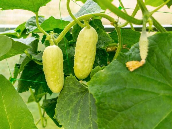 Why Are My Cucumbers Turning Yellow? (And What to Do About It) - The ...