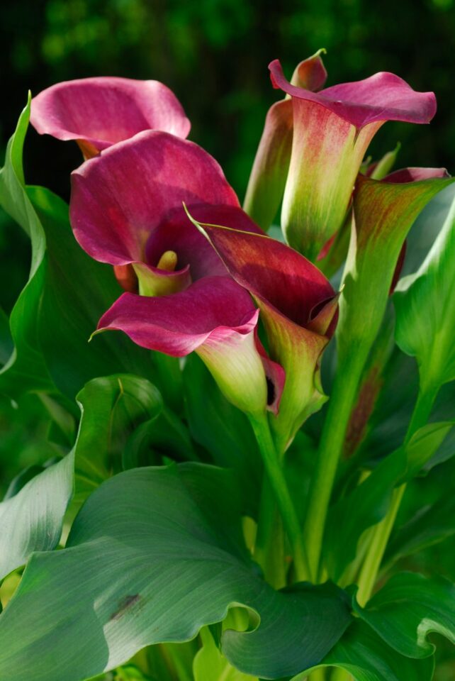 Why Are My Calla Lilies Drooping? (And What to Do About It) - The ...