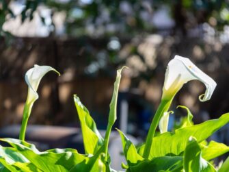 Why Are My Calla Lilies Drooping? (And What to Do About It) - The ...