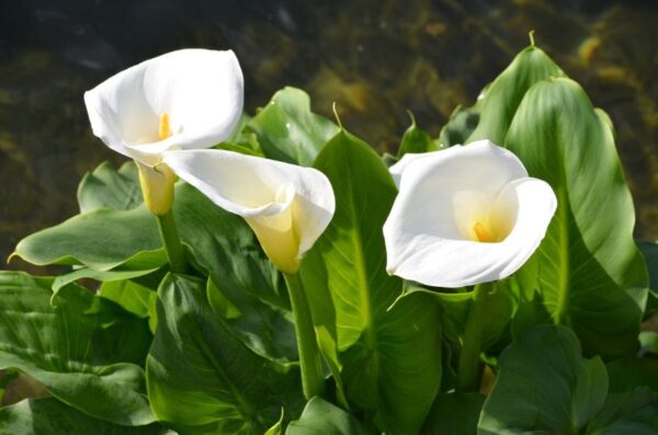 Why Are My Calla Lilies Drooping? (And What to Do About It) - The ...