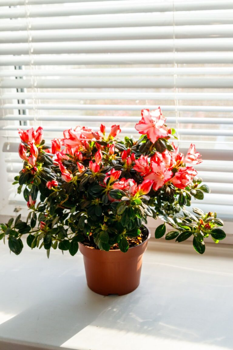 How to Revive a Fading Azalea Plant - The Practical Planter