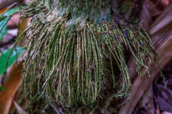How to Get Rid of Bamboo (Or Stop Your Neighbor's Plant from Invading ...