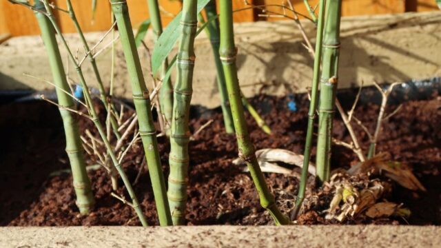 How to Get Rid of Bamboo (Or Stop Your Neighbor's Plant from Invading ...