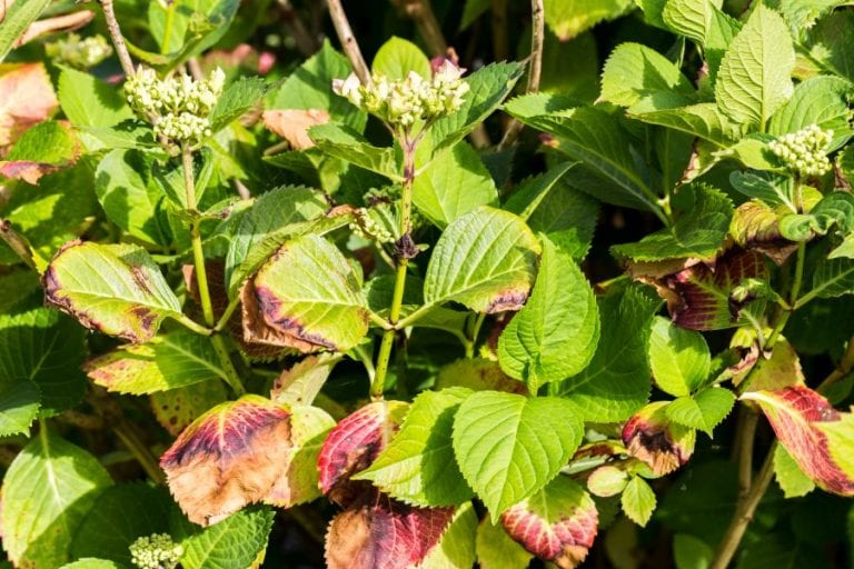 Saving Hydrangeas from the Brink: The Stomata Story Behind Your Wilted ...