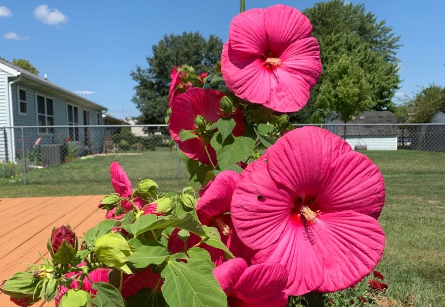 How Long Do Hibiscus Flowers Last And How To Make Blooms Last Longer 