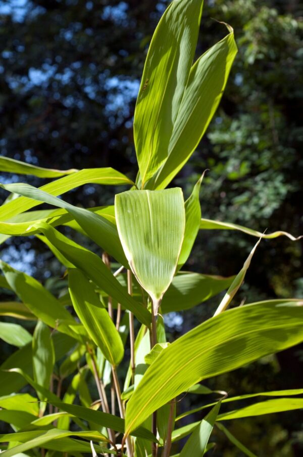 How to Get Rid of Bamboo (Or Stop Your Neighbor's Plant from Invading ...