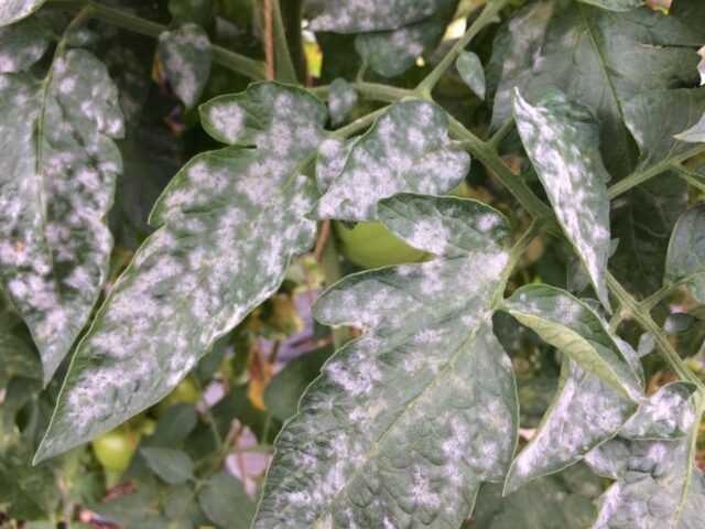 Common Causes for White Spots on Indoor Plants (Plus the Solution ...