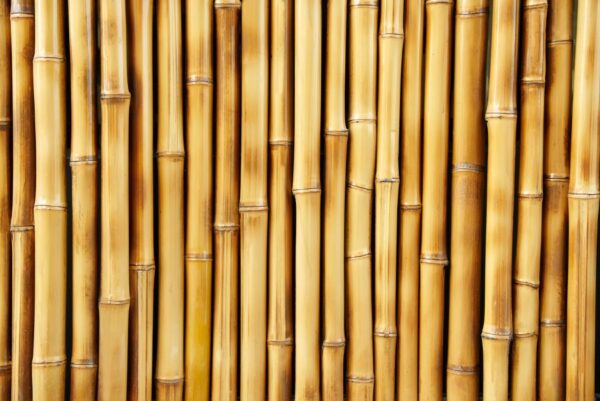 What Are the Differences Between Lucky Bamboo and True Bamboo? - The ...