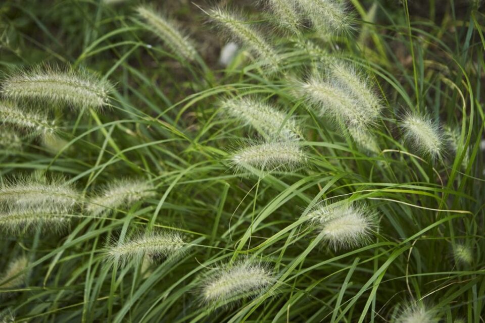 How to Get Rid of Foxtail (And Prevent it in the First Place) - The ...
