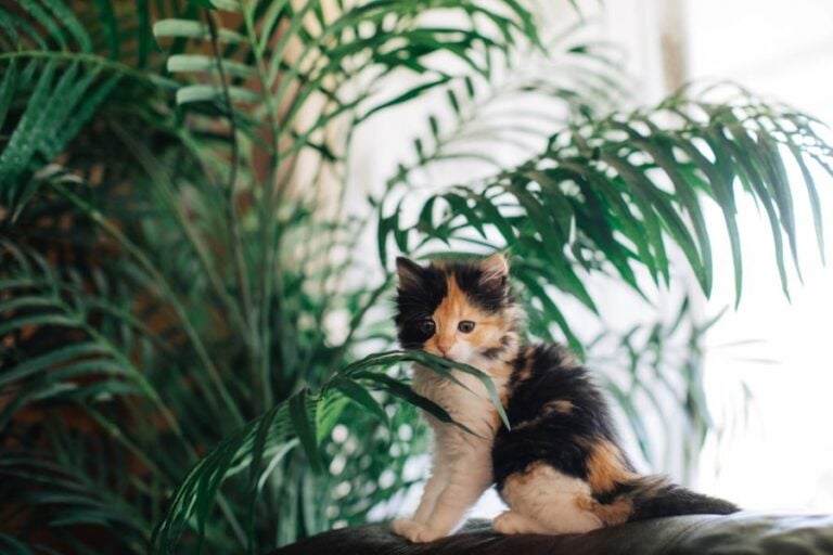 Are Majesty Palms Toxic to Cats and Dogs? - The Practical Planter