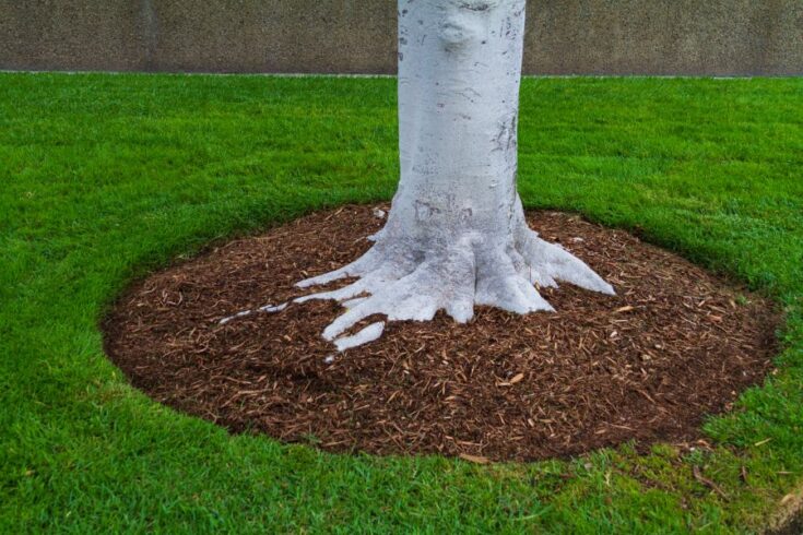 3 Creative Ways to Deal with Exposed Tree Roots - The Practical Planter