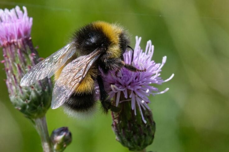 11 Amazing Plants That Repel Bees and Wasps - The Practical Planter