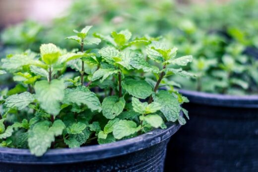 11 Amazing Plants That Repel Bees and Wasps - The Practical Planter