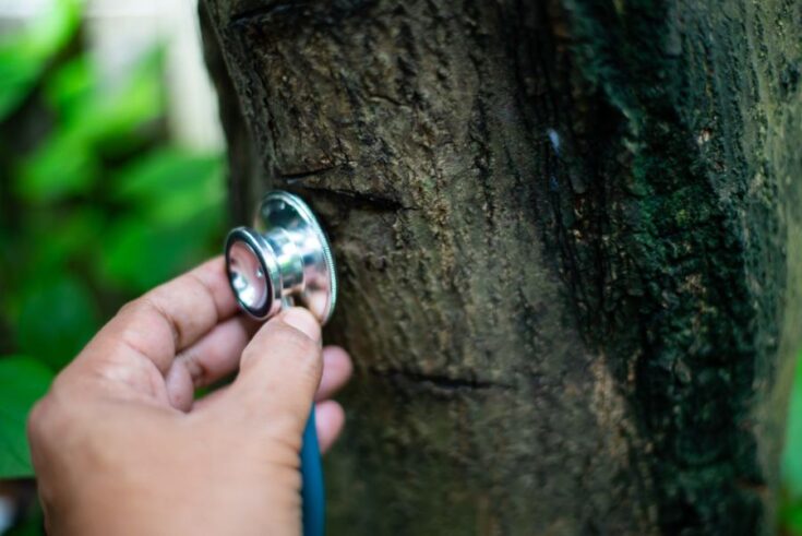 How to Straighten a Tree (Of Any Age) - The Practical Planter
