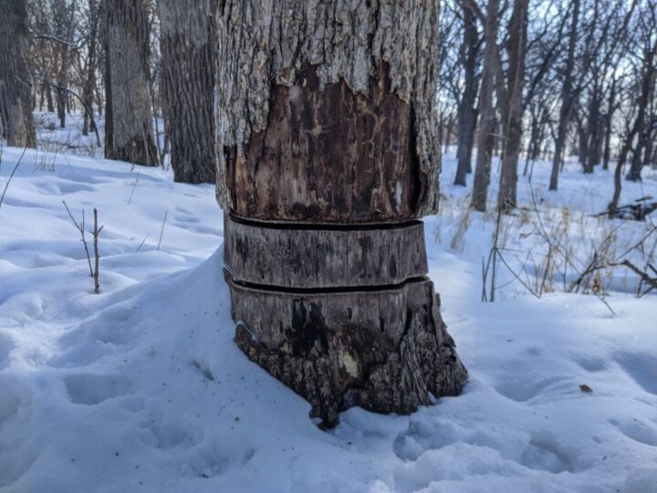 How to Straighten a Tree (Of Any Age) - The Practical Planter