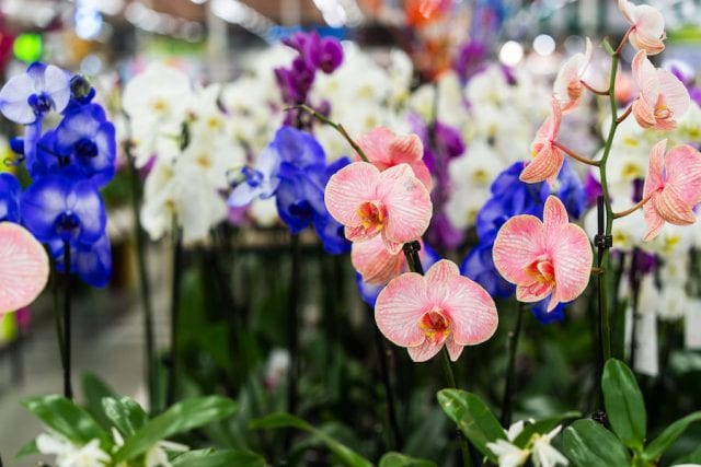 How Long Do Orchid Blooms Last? (And How to Make Them Last Longer ...